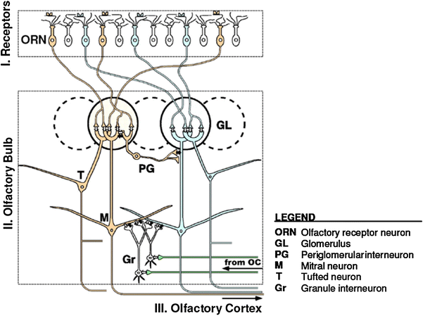A biomimetic approach to machine olfaction, featuring a very large ...