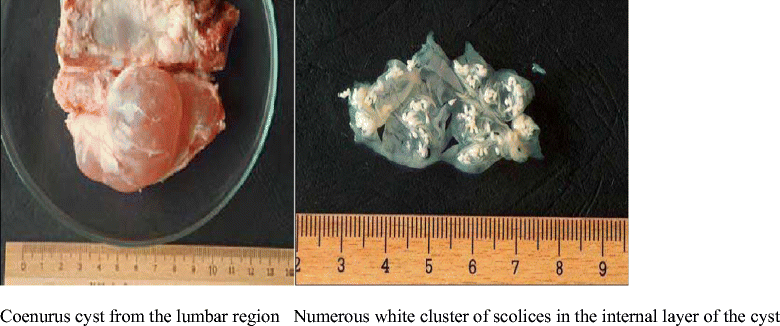 Prevalence and economic importance of Coenurus Cerebralis in sheep and ...