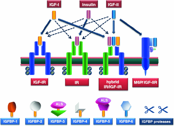 The IGF system | SpringerLink