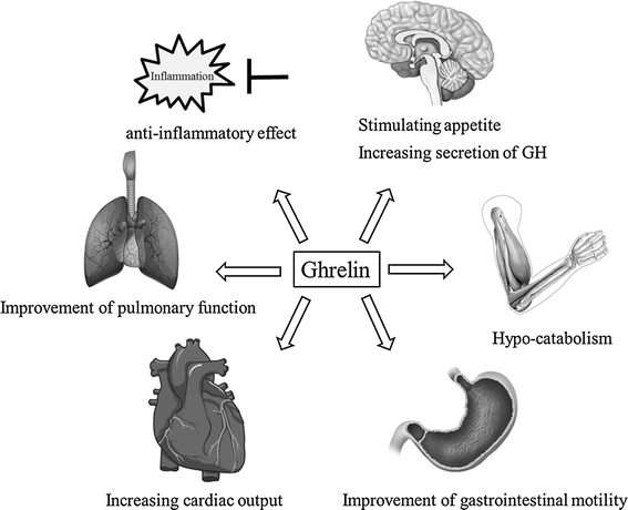 Clinical application of ghrelin in the field of surgery | SpringerLink
