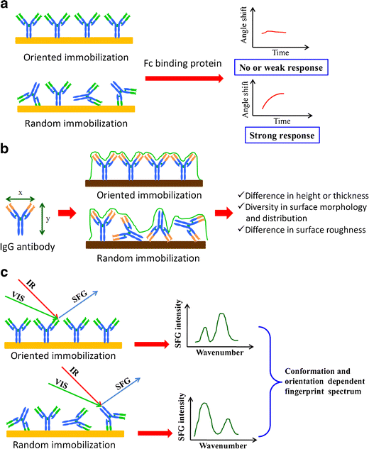 Oriented immobilization of proteins on solid supports for use in ...