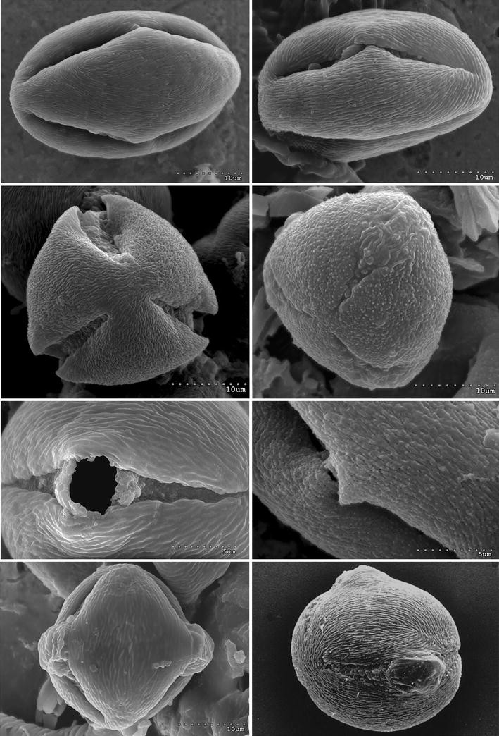 Systematic importance of pollen morphological features of selected ...