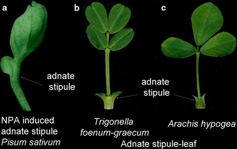 Parallelismic homoplasy of leaf and stipule phenotypes among genetic ...