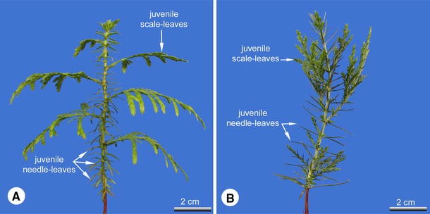 Leaf dimorphism in Thuja plicata and Platycladus orientalis (thujoid ...