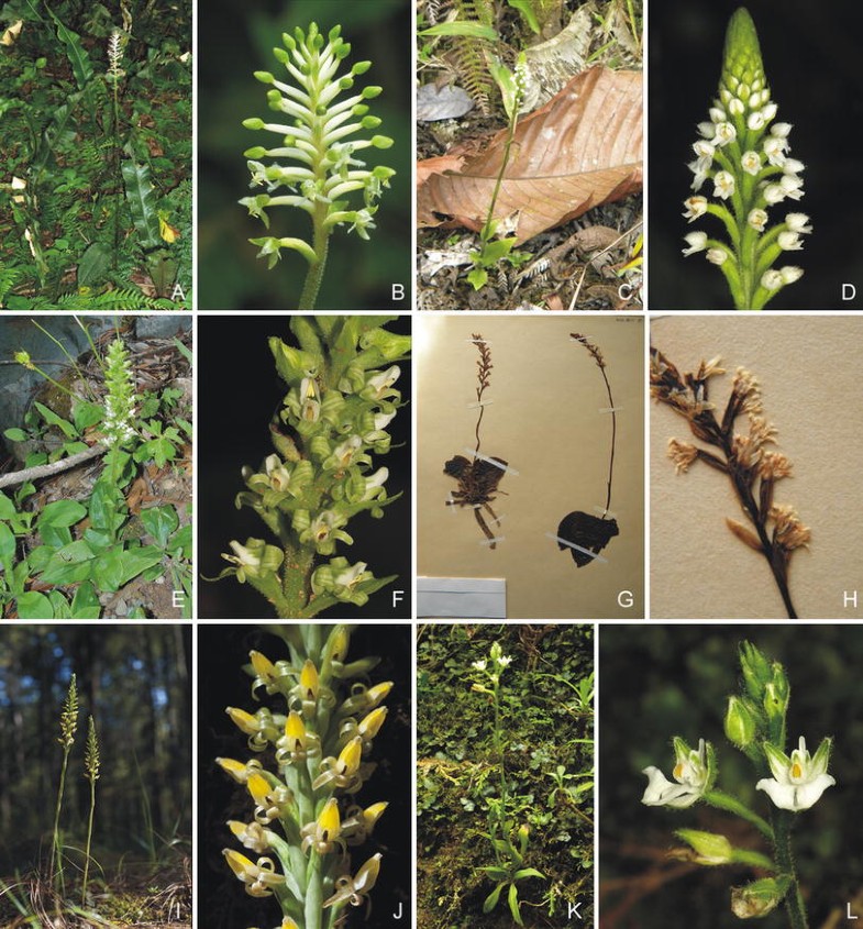 Overview of Cranichis (Orchidaceae, Cranichidinae) and allied genera ...