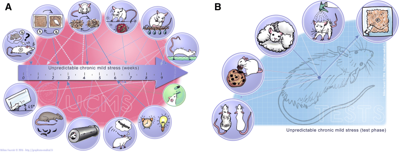 Animal models of major depression: drawbacks and challenges | SpringerLink