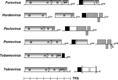 Virgaviridae: a new family of rod-shaped plant viruses | SpringerLink