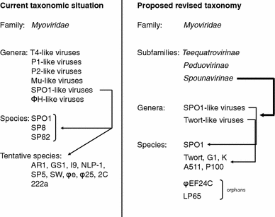 The SPO1-related bacteriophages | SpringerLink
