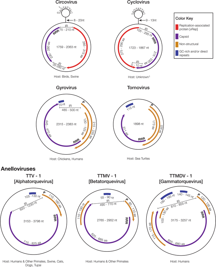 A field guide to eukaryotic circular single-stranded DNA viruses ...
