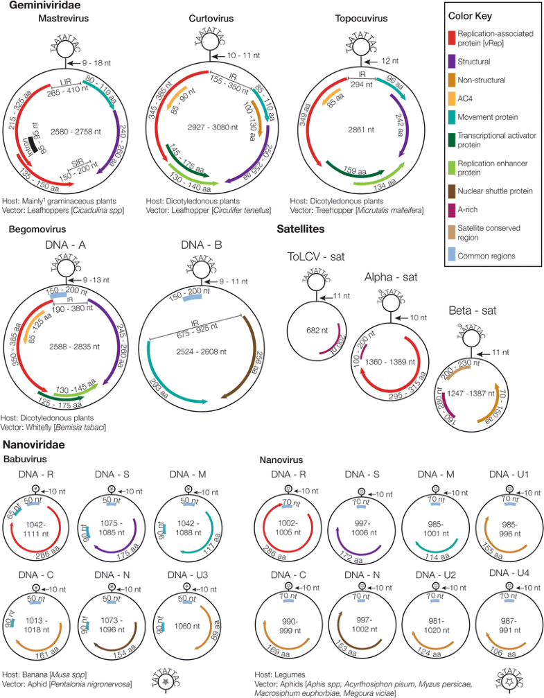 A field guide to eukaryotic circular single-stranded DNA viruses ...