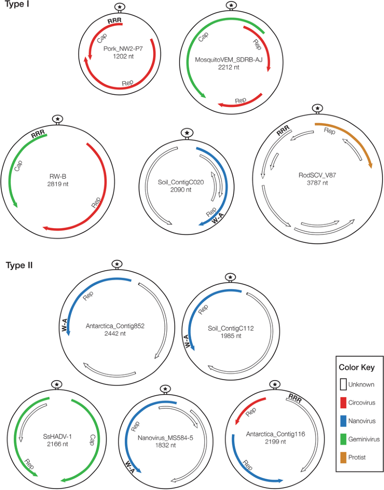 A field guide to eukaryotic circular single-stranded DNA viruses ...