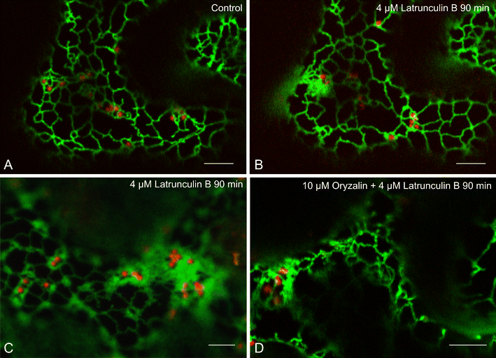 Oryzalin bodies: in addition to its anti-microtubule properties, the ...