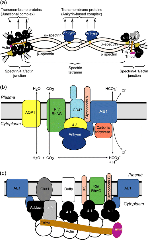 The spectrin–ankyrin–4.1–adducin membrane skeleton: adapting eukaryotic ...