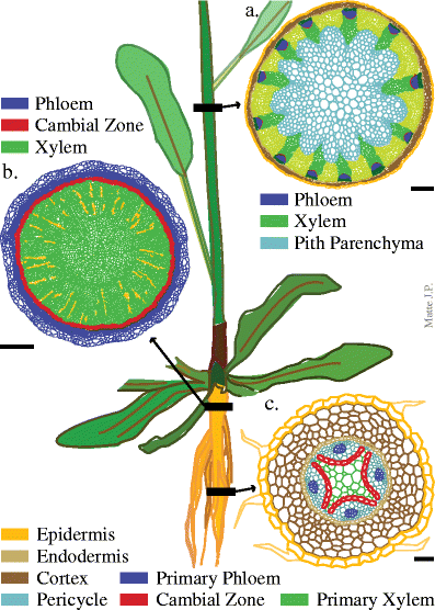 The vascular cambium: molecular control of cellular structure ...