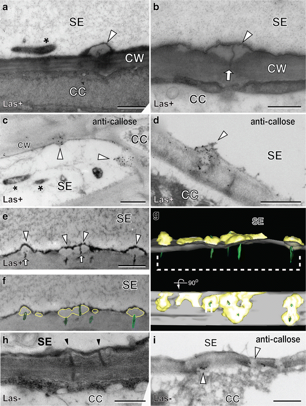 Callose deposition in the phloem plasmodesmata and inhibition of phloem ...