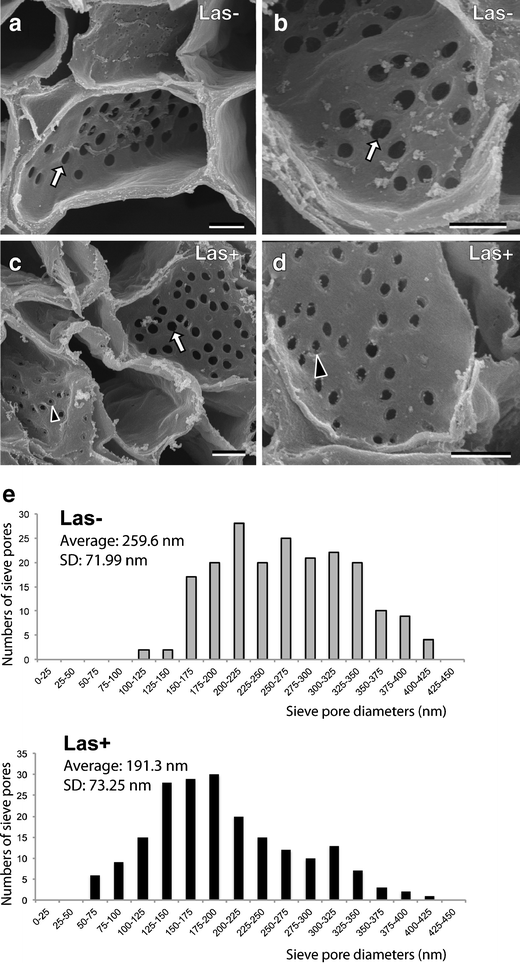 Callose deposition in the phloem plasmodesmata and inhibition of phloem ...
