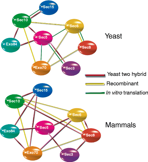 The exocyst complex in exocytosis and cell migration | SpringerLink