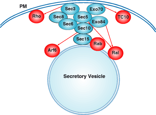 The exocyst complex in exocytosis and cell migration | SpringerLink