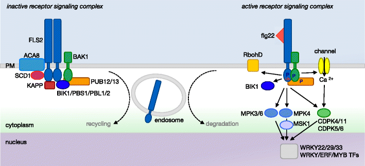 Mapping FLS2 function to structure: LRRs, kinase and its working bits ...