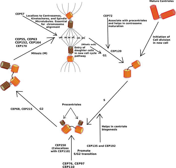 CEP proteins: the knights of centrosome dynasty | SpringerLink