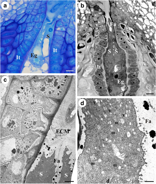 Synergids and filiform apparatus in the sexual and apomictic dandelions ...