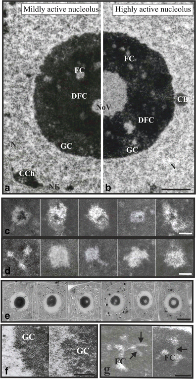 Functional ultrastructure of the plant nucleolus | SpringerLink