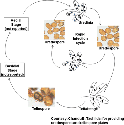 Peanut rust ( Puccinia arachidis Speg.) disease: its background and ...