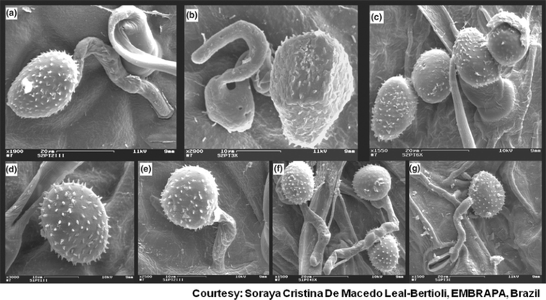 Peanut rust ( Puccinia arachidis Speg.) disease: its background and ...