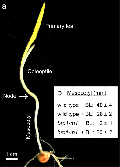 Growth-limiting proteins in maize coleoptiles and the auxin ...
