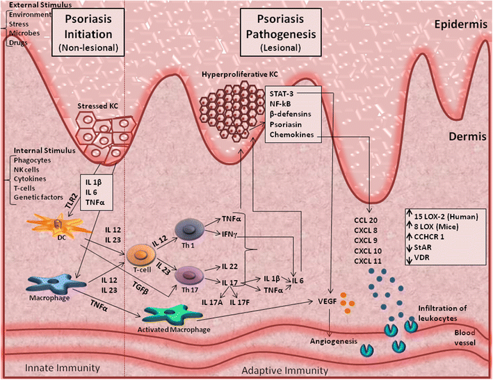 Inhibition of imiquimod-induced psoriasis-like dermatitis in mice by ...