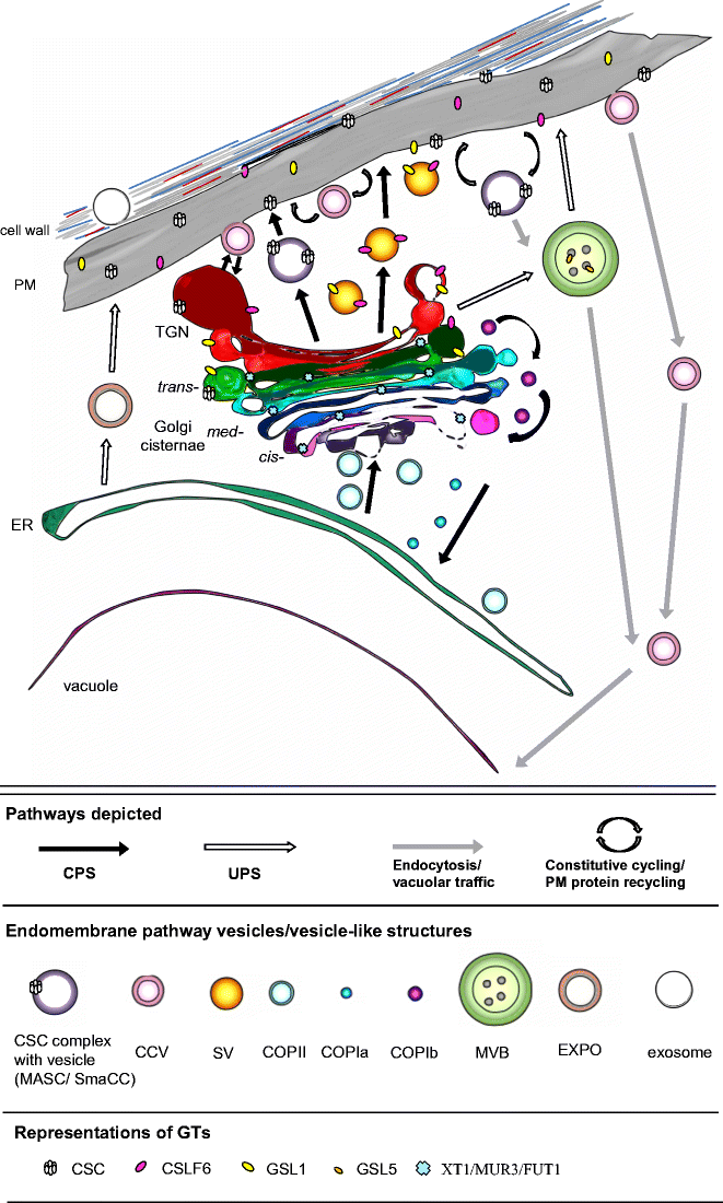 The plant secretory pathway seen through the lens of the cell wall ...