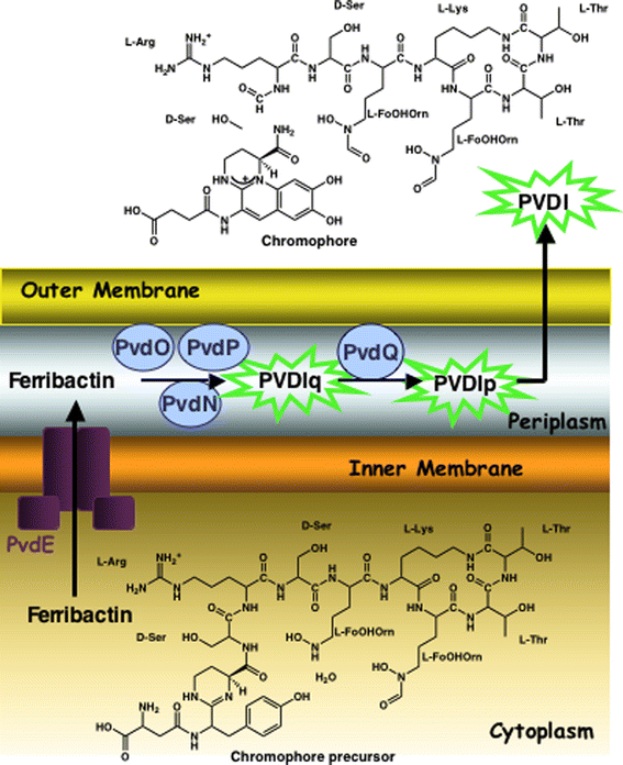 Synthesis of the siderophore pyoverdine in Pseudomonas aeruginosa ...