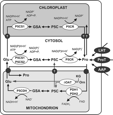 Proline metabolism and transport in plant development | SpringerLink