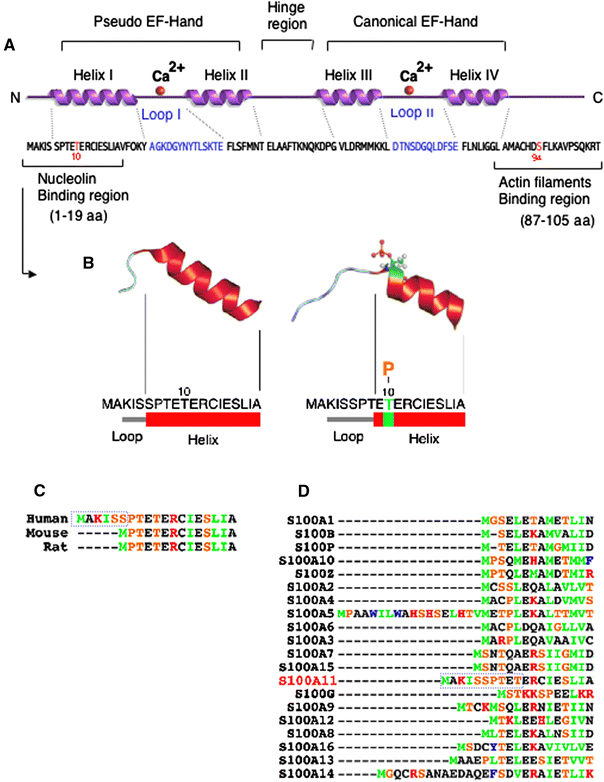 S100A11, a dual growth regulator of epidermal keratinocytes | SpringerLink