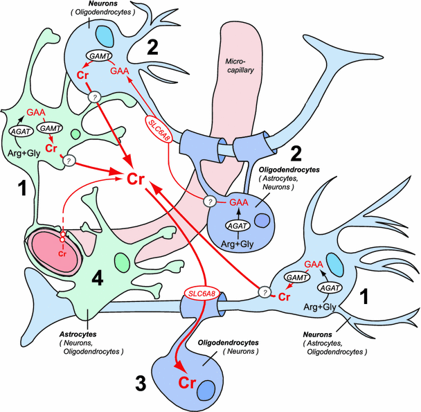 Creatine deficiency syndromes and the importance of creatine synthesis ...