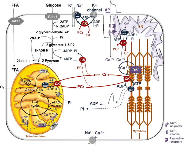 Systems bioenergetics of creatine kinase networks: physiological roles ...