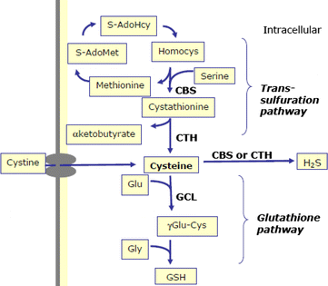 The transsulfuration pathway: a source of cysteine for glutathione in ...