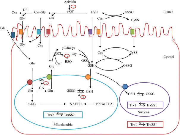 Glutamine and intestinal barrier function | SpringerLink