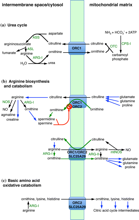 Mitochondrial transporters for ornithine and related amino acids: a ...