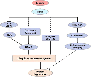 The role of leucine and its metabolites in protein and energy ...