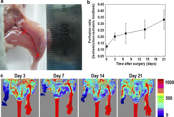 In vivo monitoring of angiogenesis in a mouse hindlimb ischemia model ...