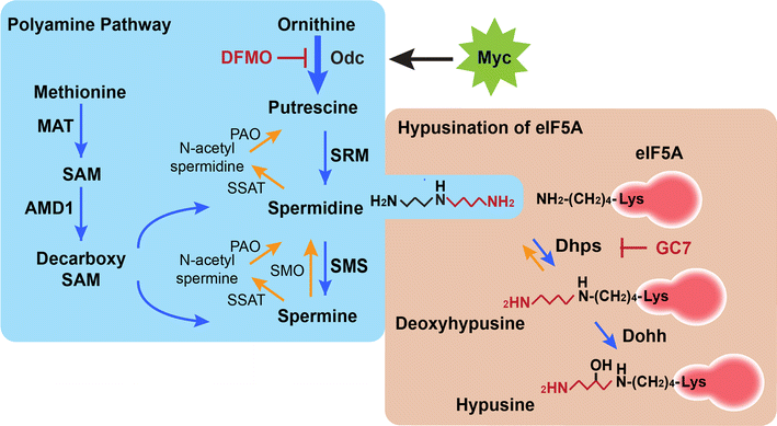 Targeting the polyamine-hypusine circuit for the prevention and ...