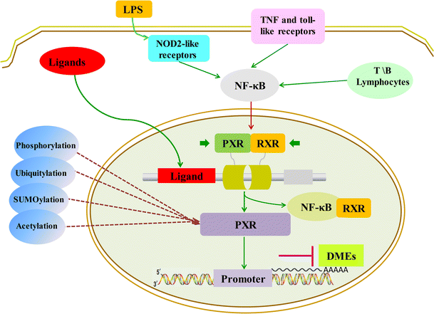 Functions of pregnane X receptor in self-detoxification | SpringerLink