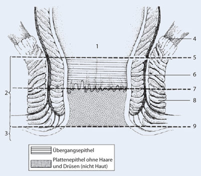 Analkarzinom – klinische Präsentation, Diagnostik, Staging | SpringerLink