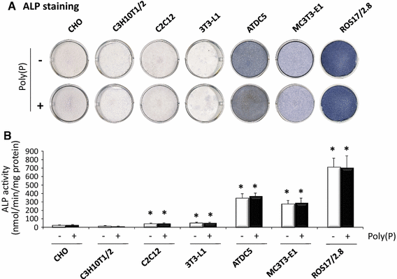 Alkaline phosphatase determines polyphosphate-induced mineralization in ...