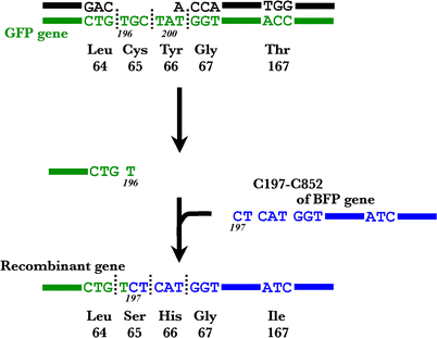 Recombination of the GFP gene to the BFP gene using a man-made site ...