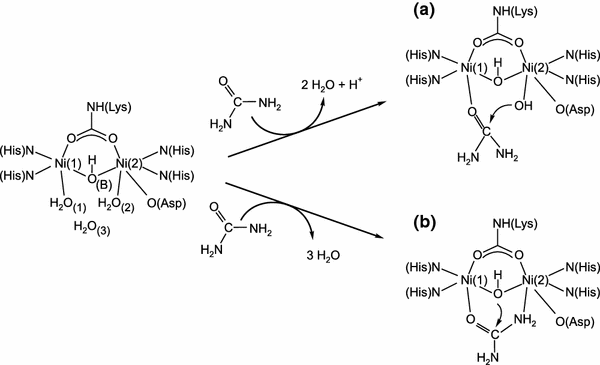 Temperature- and pressure-dependent stopped-flow kinetic studies of ...