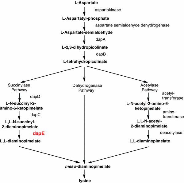 Lysine biosynthesis in bacteria: a metallodesuccinylase as a potential ...