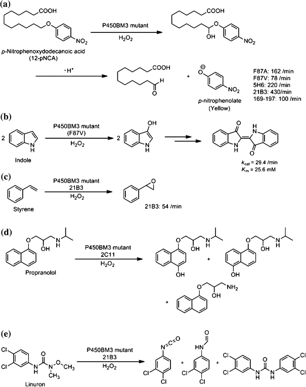 Peroxygenase reactions catalyzed by cytochromes P450 | SpringerLink