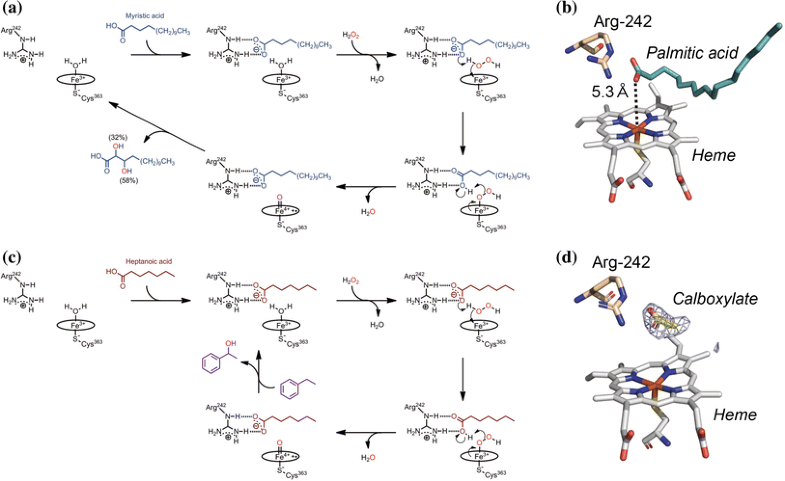Peroxygenase reactions catalyzed by cytochromes P450 | SpringerLink